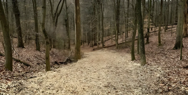 Forestry Mulching - Bothell Tree Services